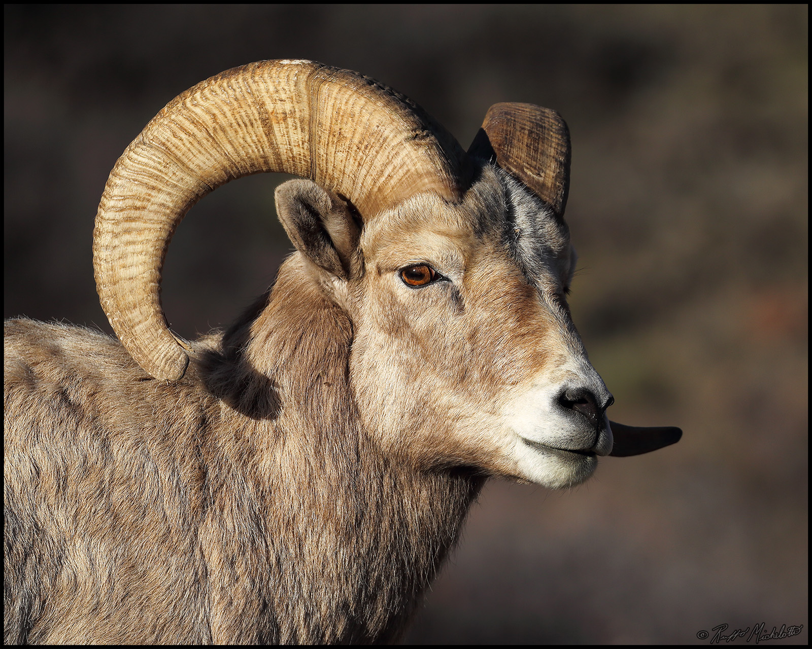 Canon-mount SLRs - Photography - FM Forums