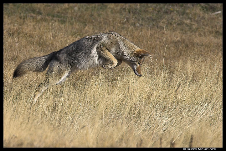 Mammals (small) - Coyote Pounce - RuffoMichelotti.com